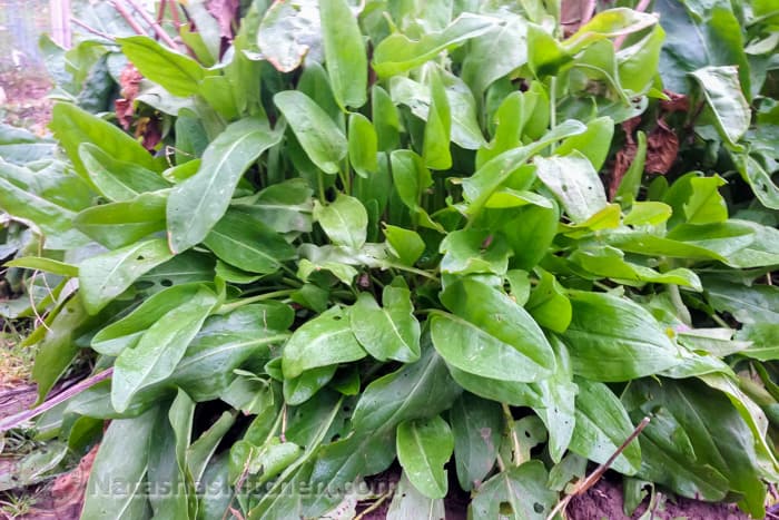 Shchavel Borscht (Sorrel Soup) Recipe